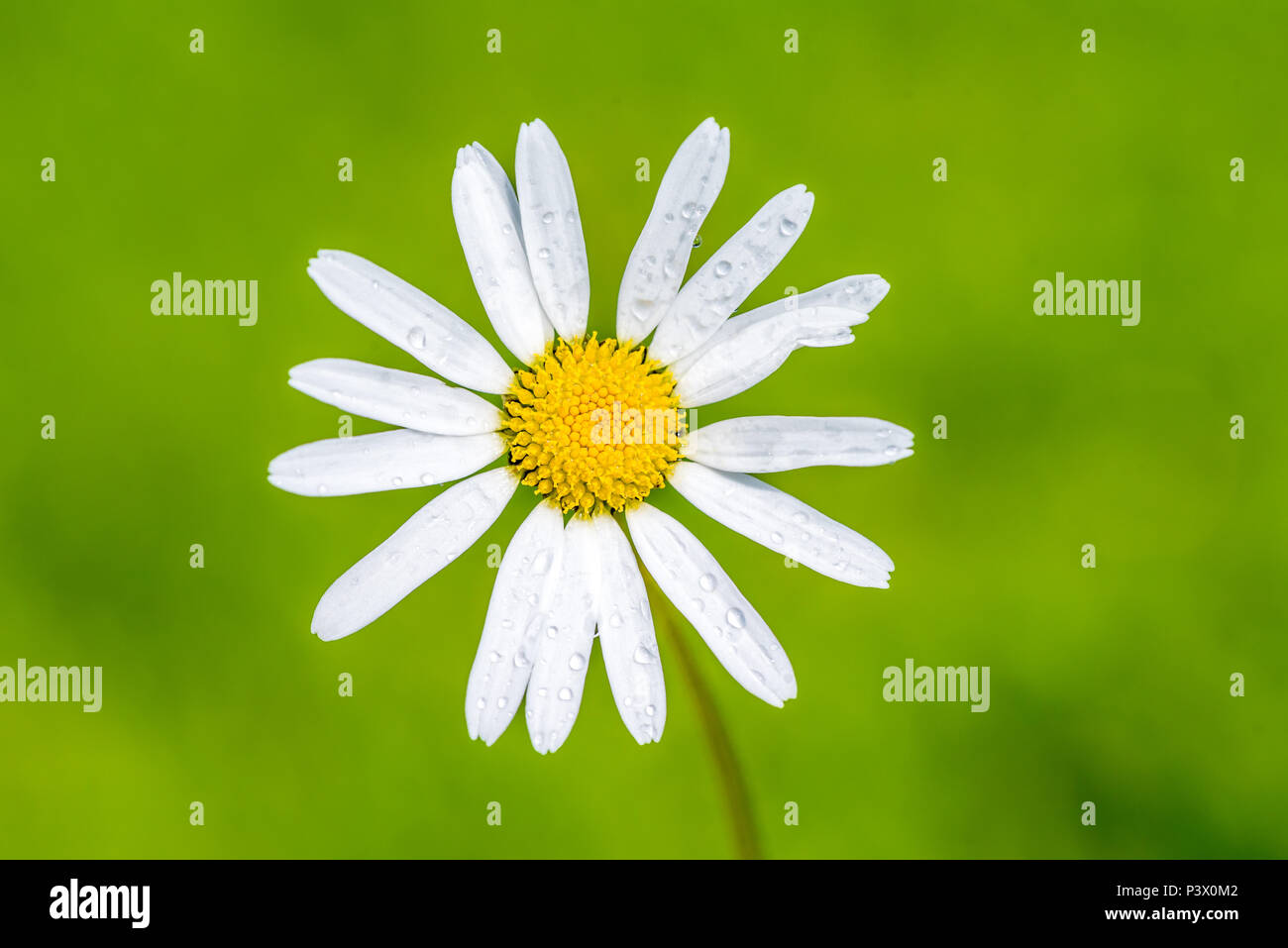 Daisy flowers with beautiful colors Stock Photo - Alamy