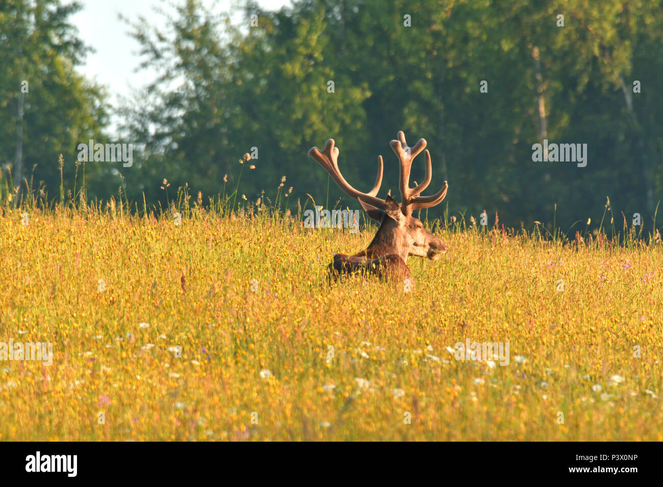 Red deer stag sleeping hi-res stock photography and images - Alamy