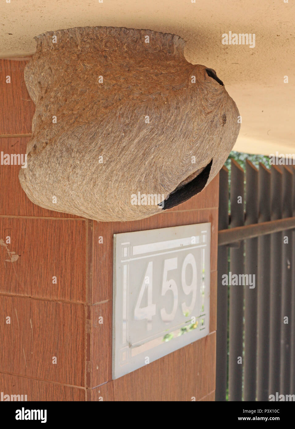 Casa de marimbondo em portão de residência em Campo Mourão, na região ...