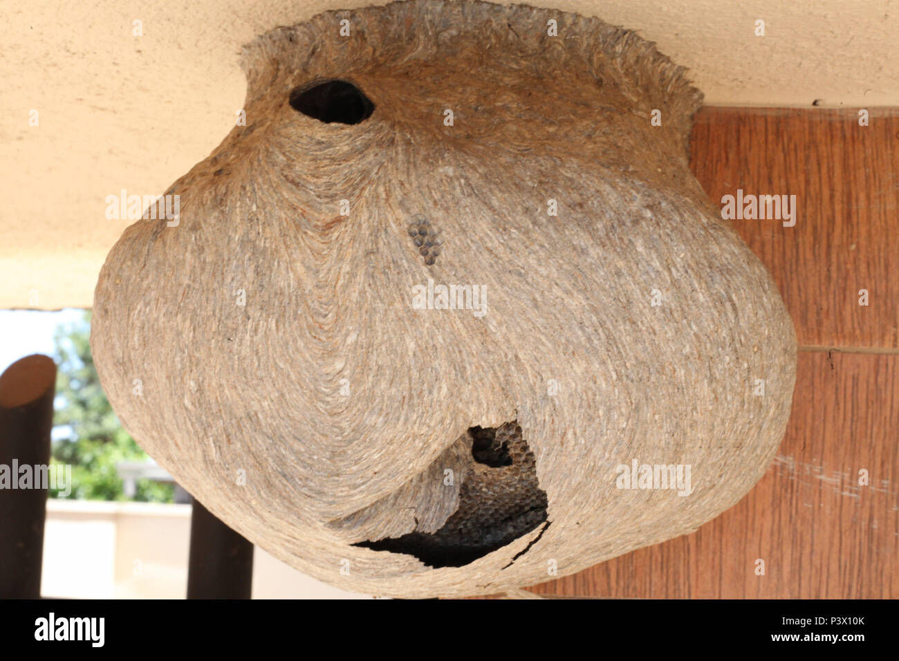 Casa de marimbondo em portão de residência em Campo Mourão, na região ...