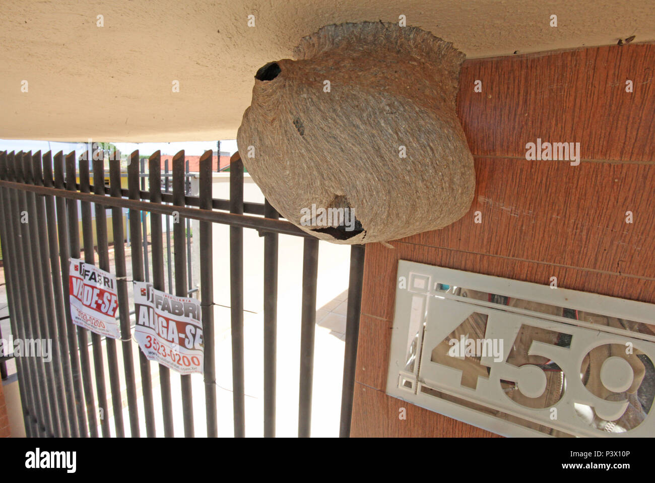 Casa de marimbondo em portão de residência em Campo Mourão, na região ...