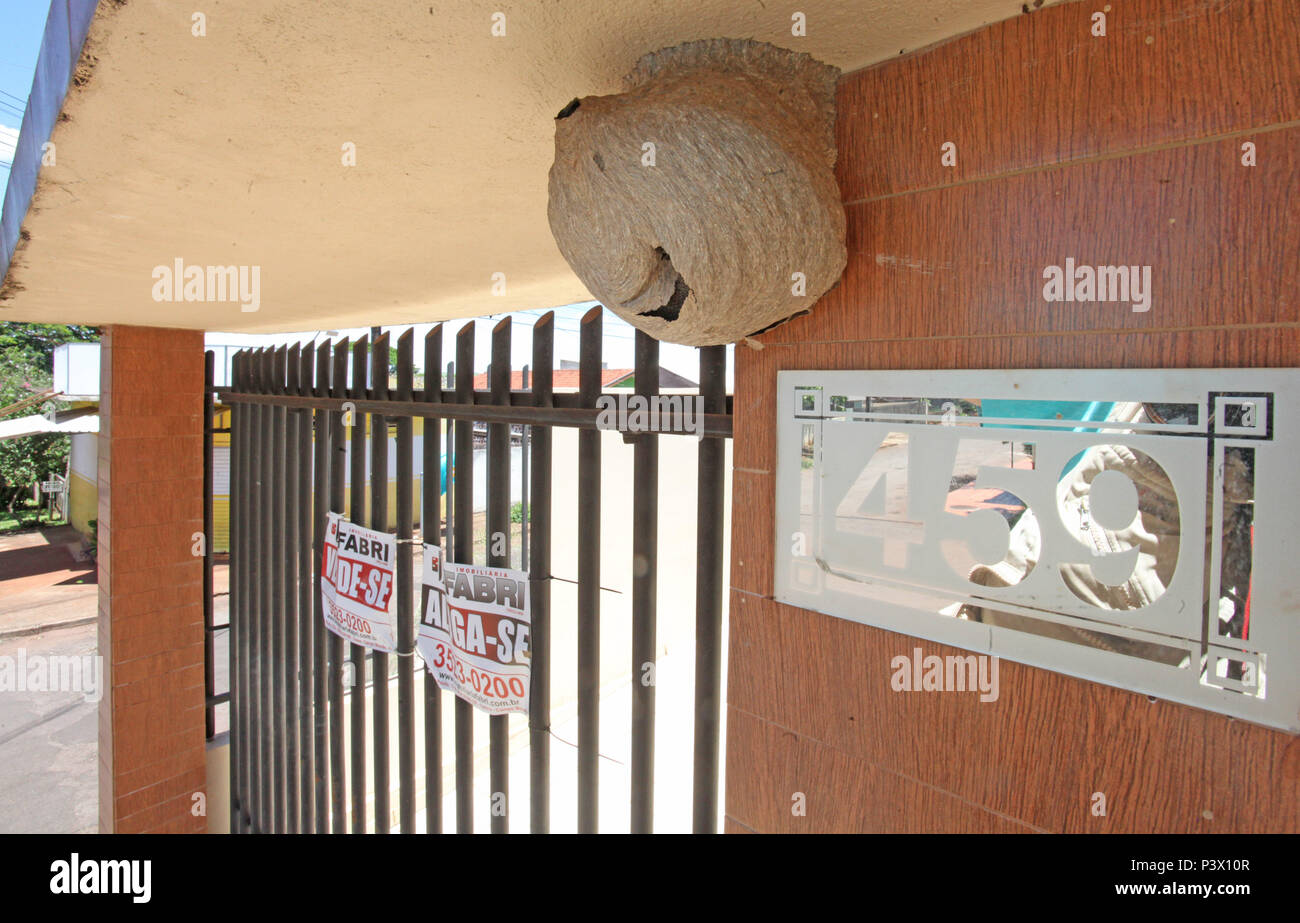 Marimbondo hi-res stock photography and images - Alamy