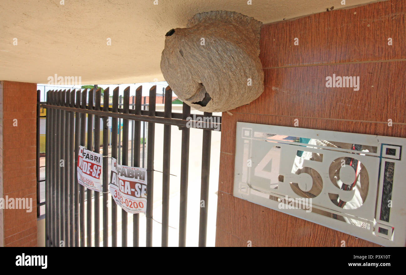 Casa de marimbondo em portão de residência em Campo Mourão, na região ...