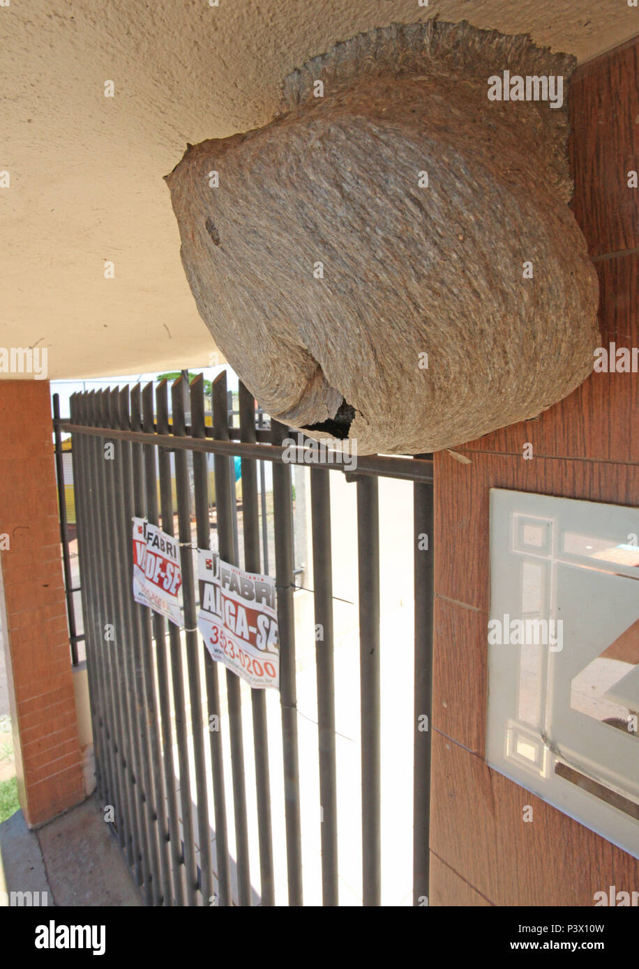 Casa de marimbondo em portão de residência em Campo Mourão, na região ...