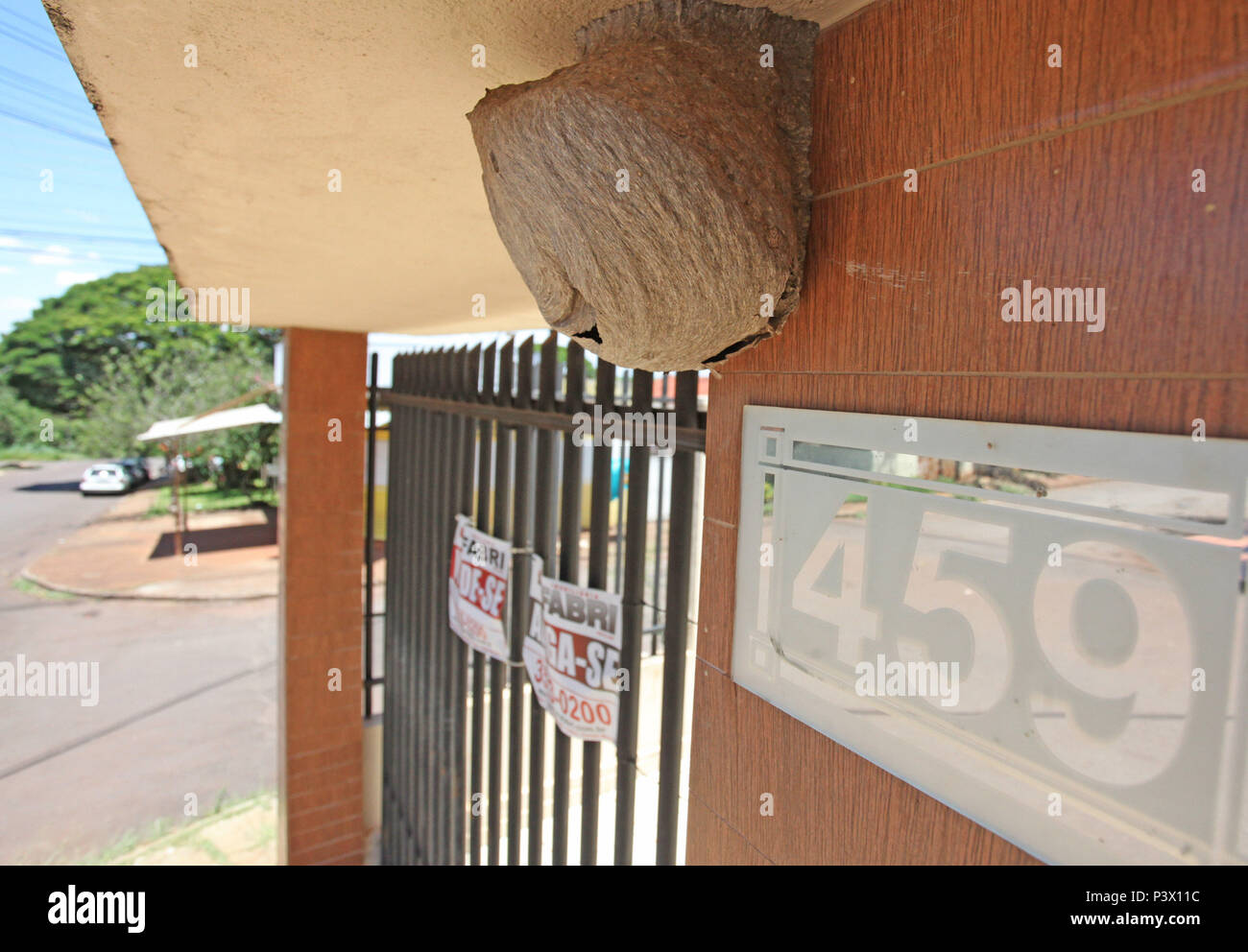 Casa de marimbondo em portão de residência em Campo Mourão, na região ...