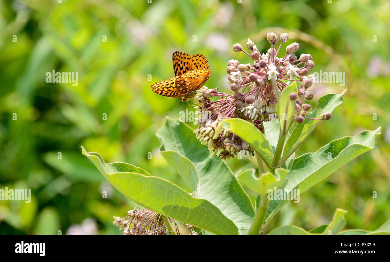 Regal fritillary hi-res stock photography and images - Alamy