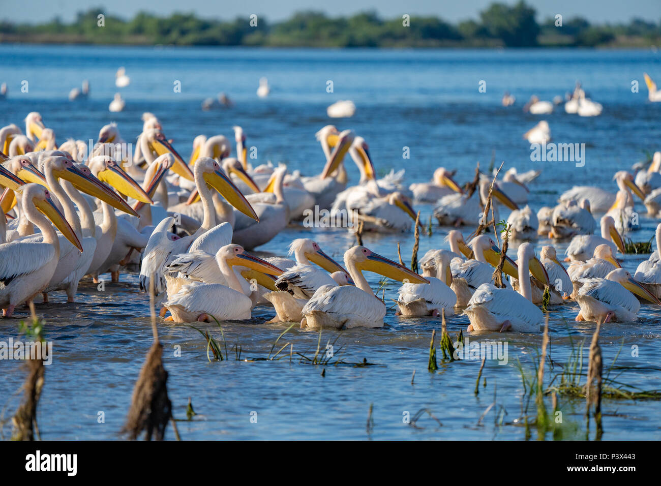 A colony of Great White Pelicans (Pelecanidae) and Dalmatian Pelicans ...