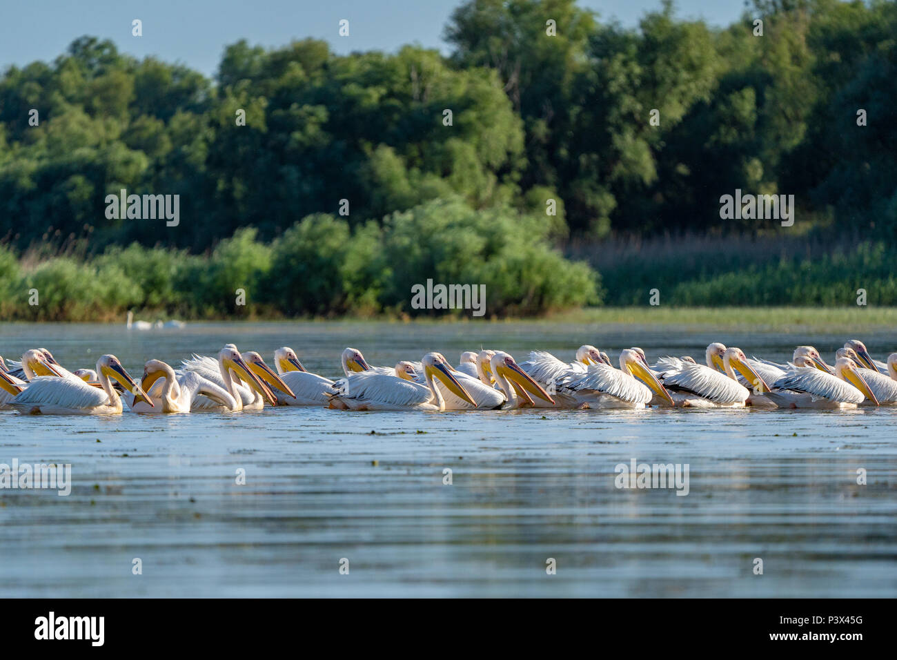 The common Pelican colony at Fortuna Lake in Danube Delta, Romania ...