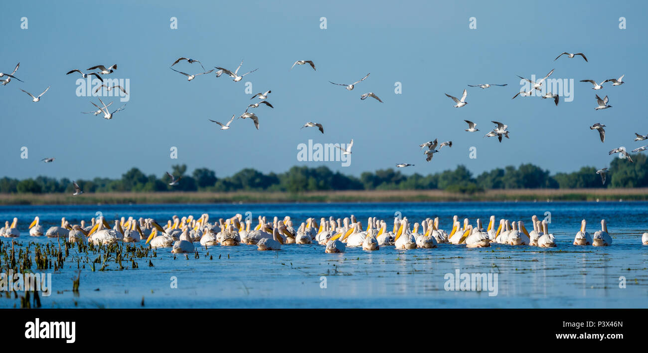Birdwatching in Danube Delta. The Great White Pelican colony at Fortuna ...