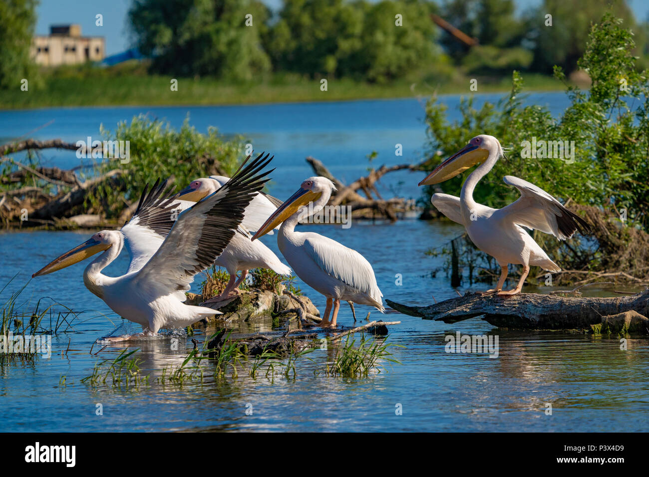 Pelican Colony on Fortuna Lake in the Danube Delta Stock Photo - Alamy
