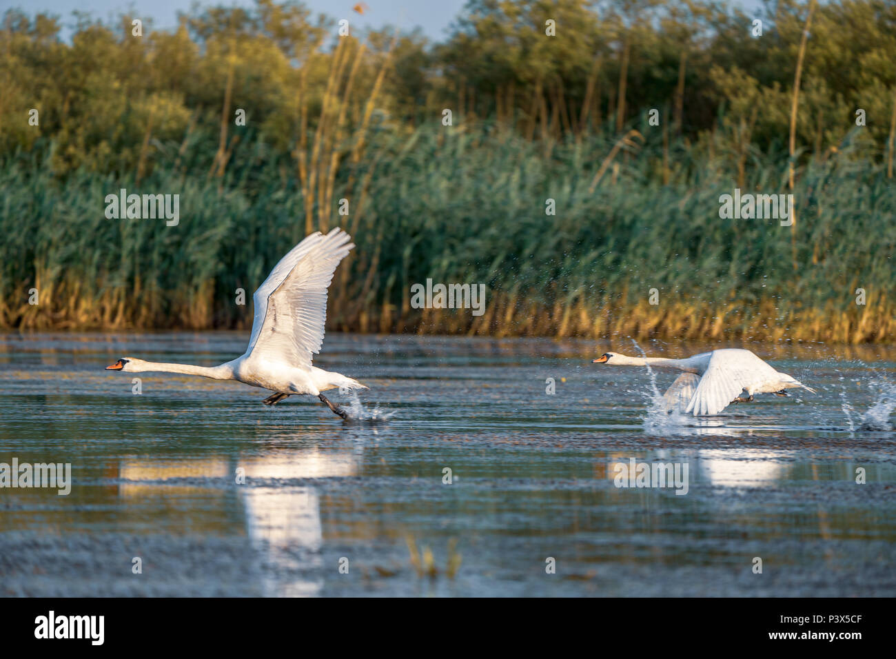 Silhouette swan flying over lake hi-res stock photography and images ...