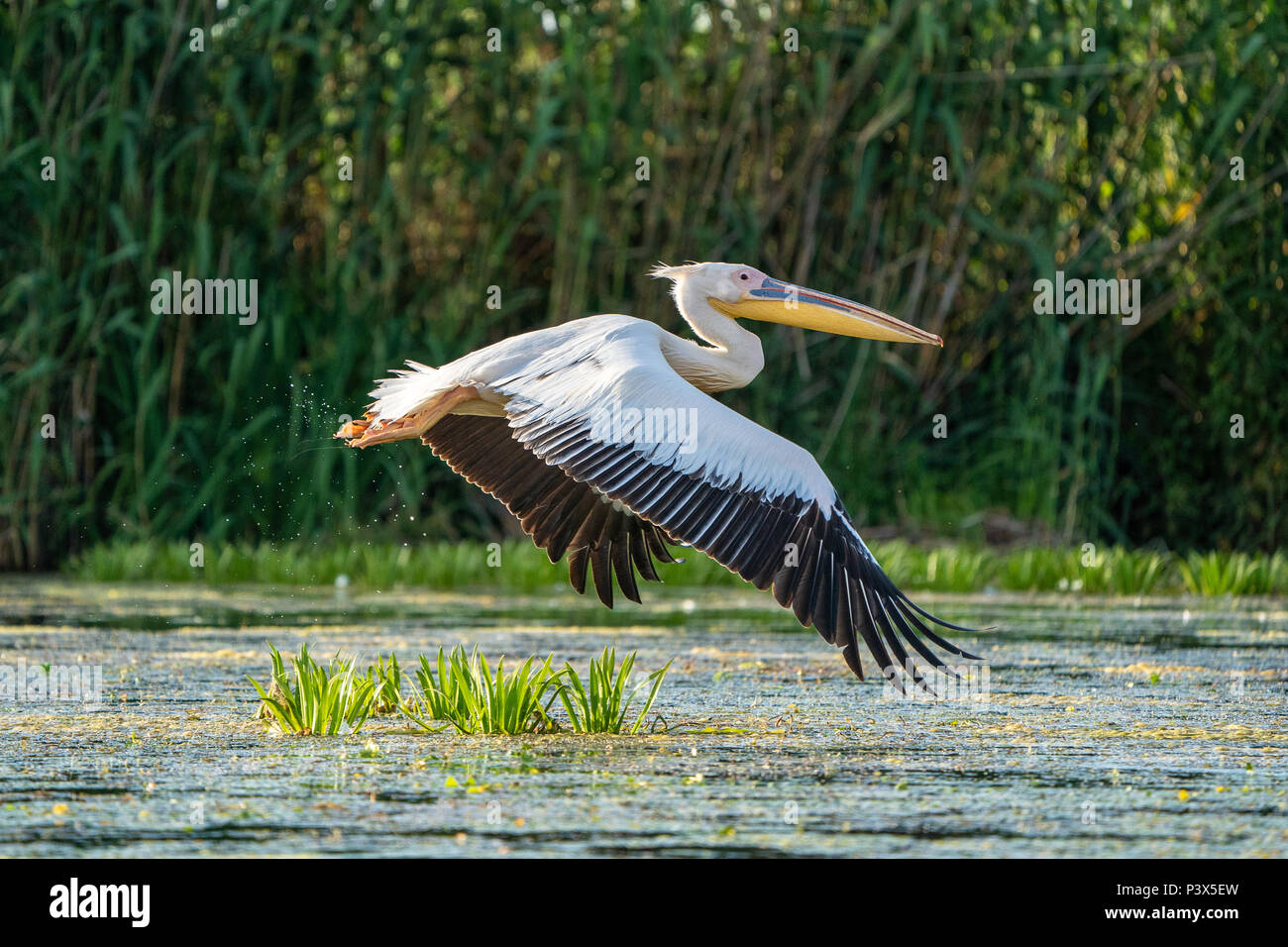 The Great White Pelican (Pelecanidae) flying in the Danube Delta ...