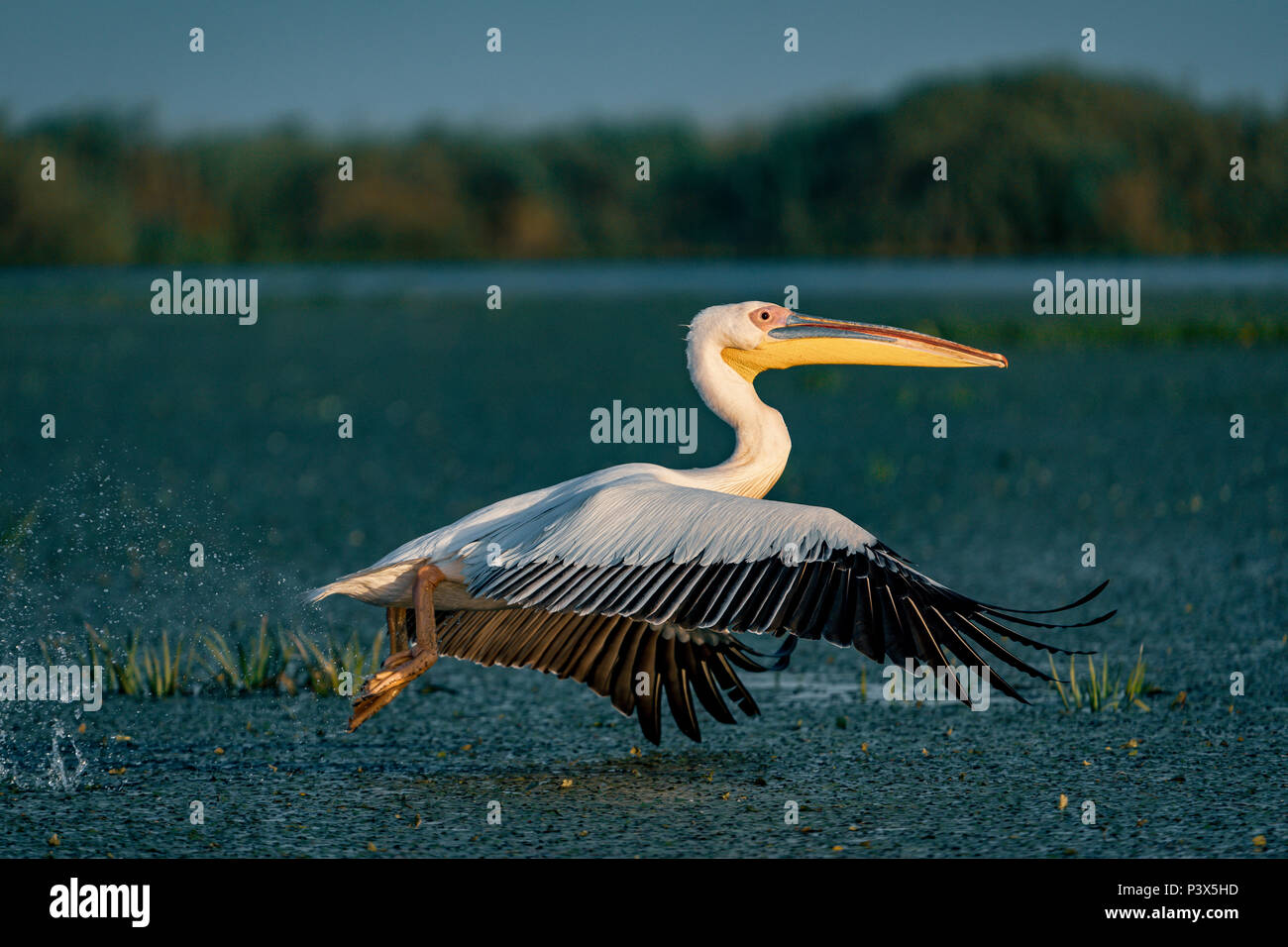 Birdwatching in the Danube Delta. The Great White Pelican (Pelecanidae ...