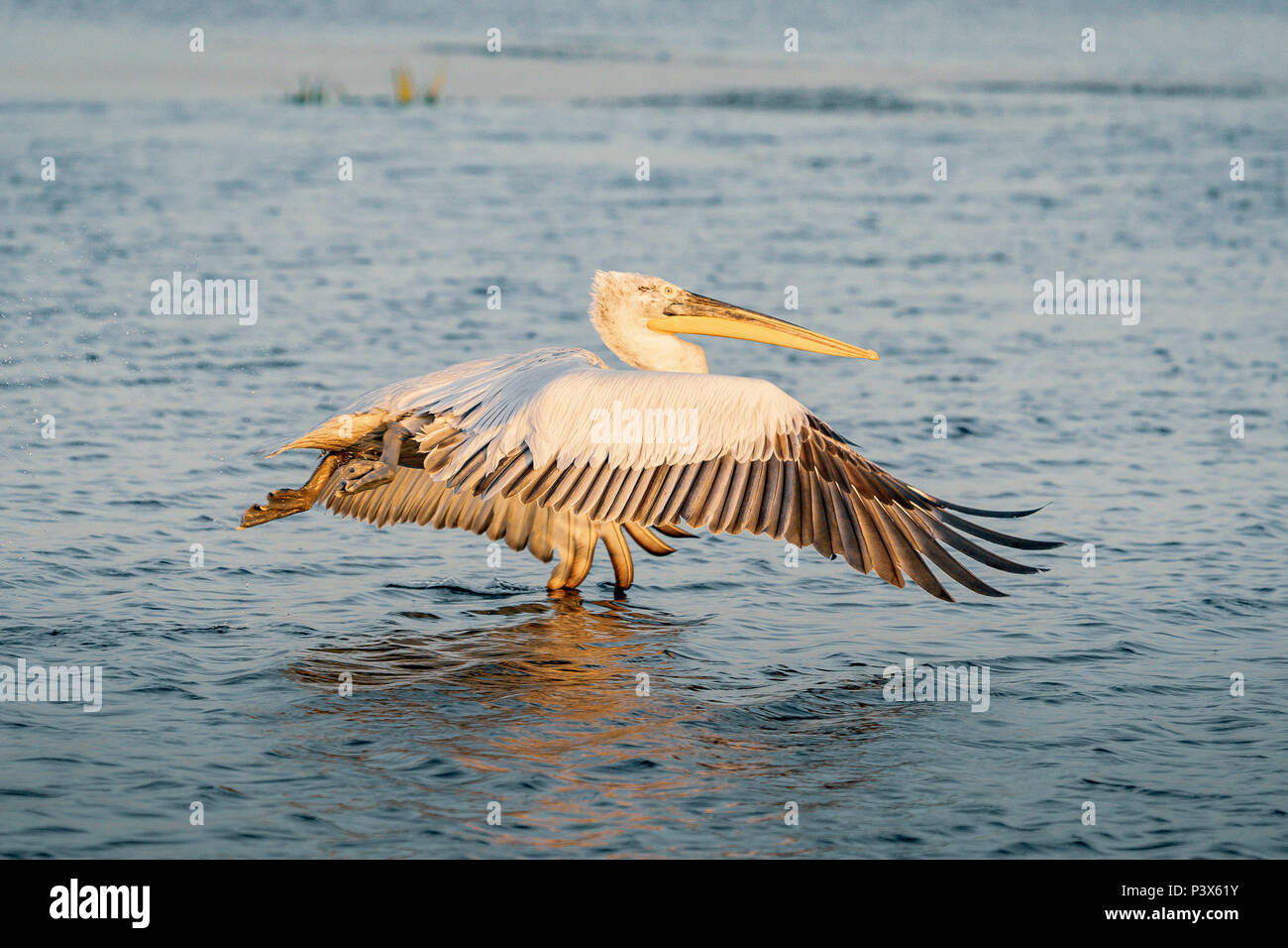 Dalmatian pelican (Pelecanus crispus) in Danube Delta at sunrise Stock ...