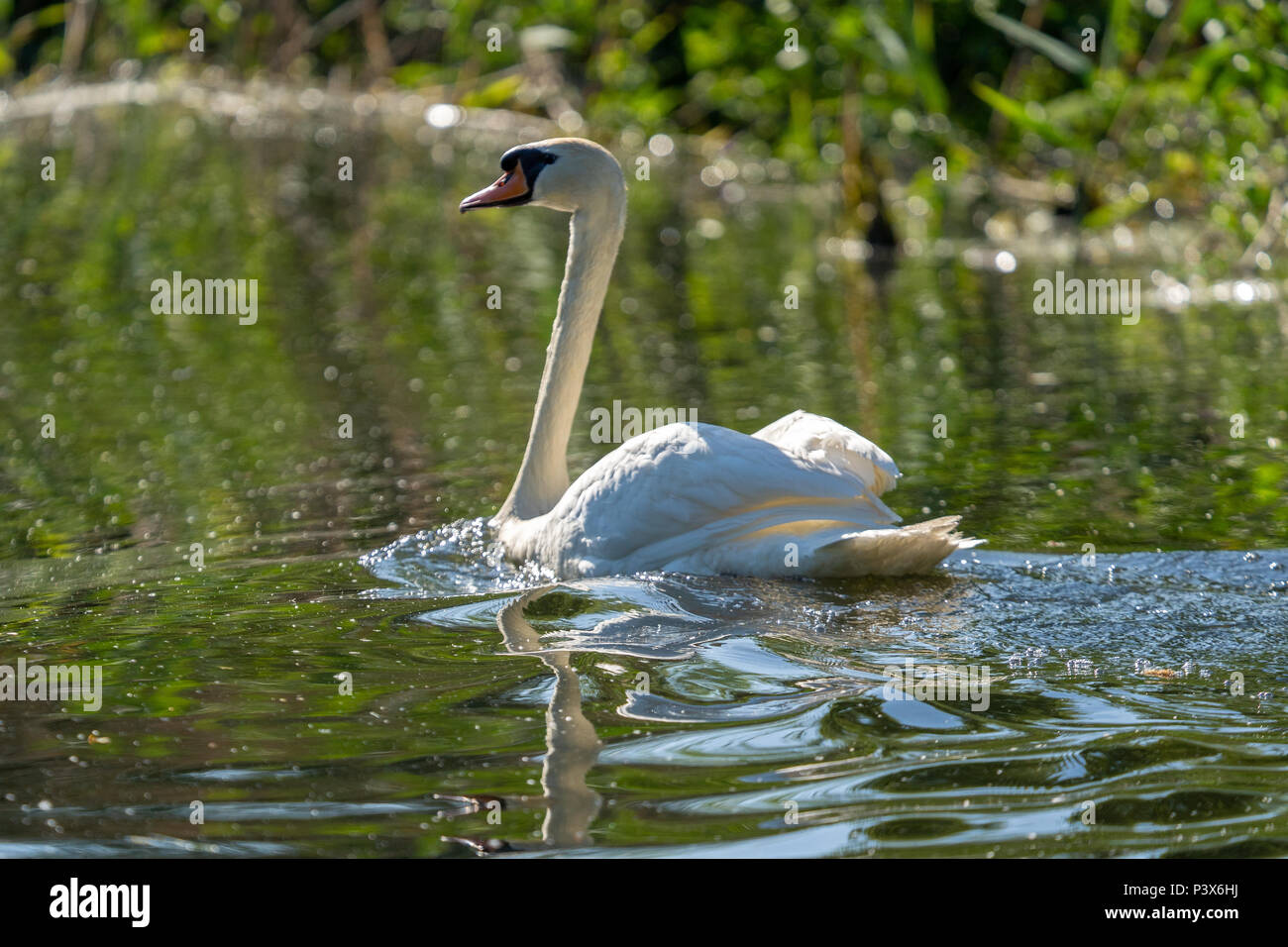Swans birds in danube delta hi-res stock photography and images - Alamy