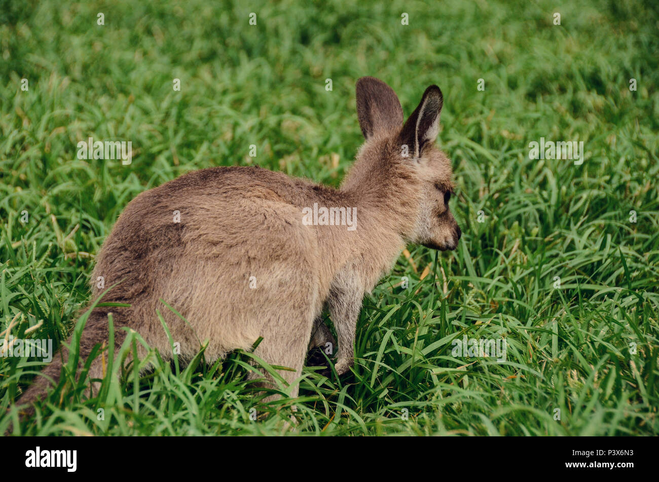 Kangaroo, Australian Native Stock Photo - Alamy