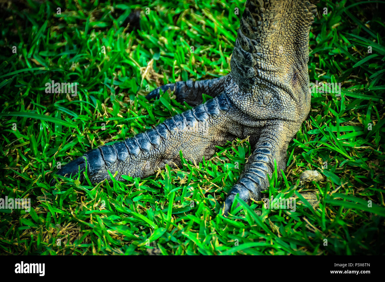Emu foot hi-res stock photography and images - Alamy