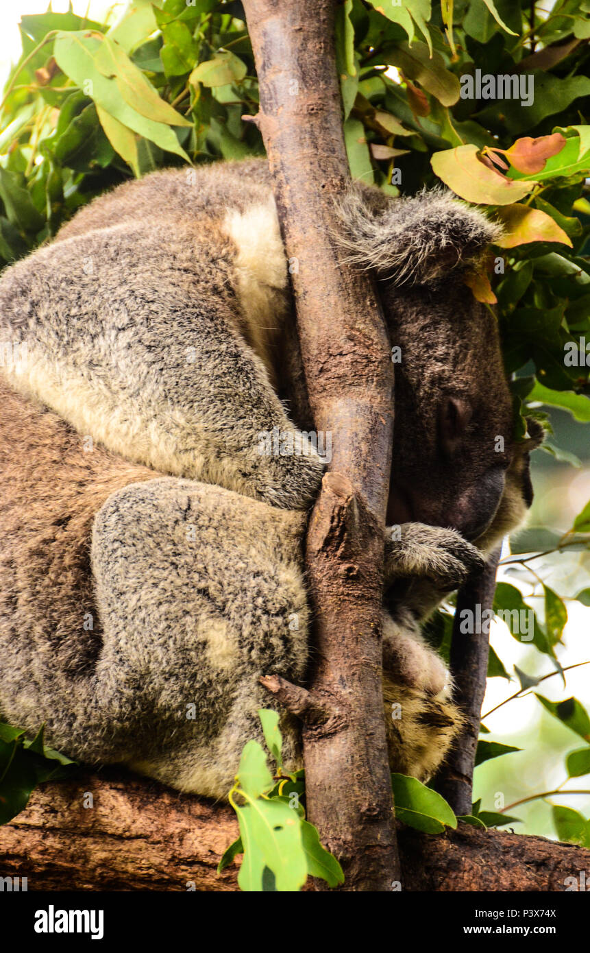 koala, native to australia Stock Photo - Alamy