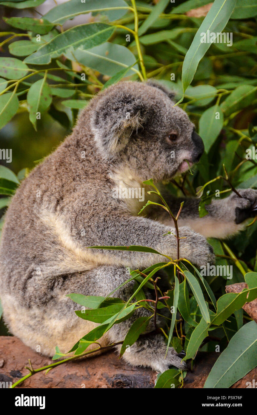 koala, native to australia Stock Photo - Alamy