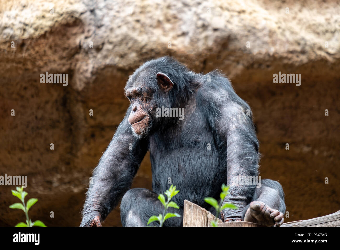 Chimpanzees Hands High Resolution Stock Photography and Images - Alamy