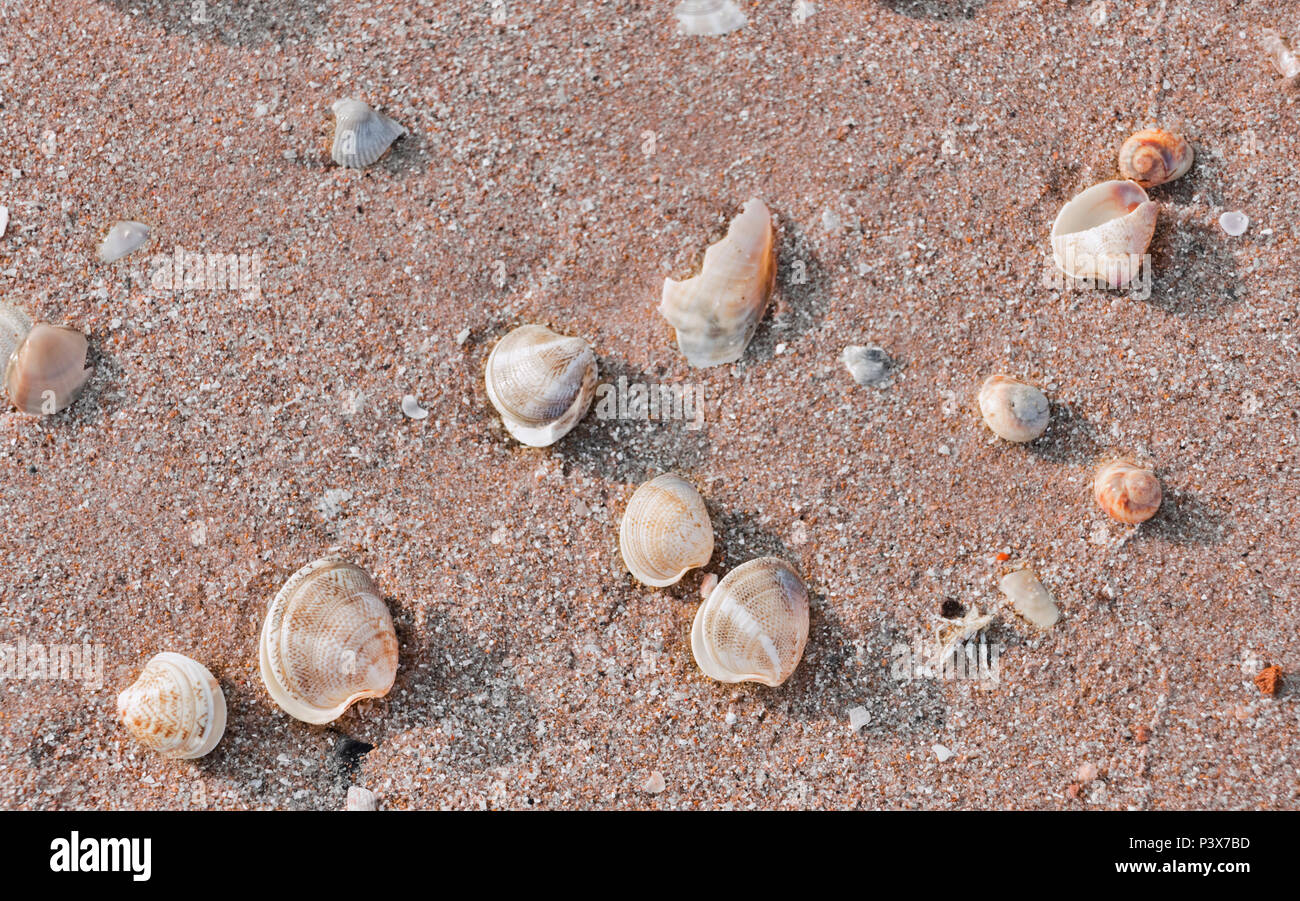 Broken seashells hi-res stock photography and images - Alamy