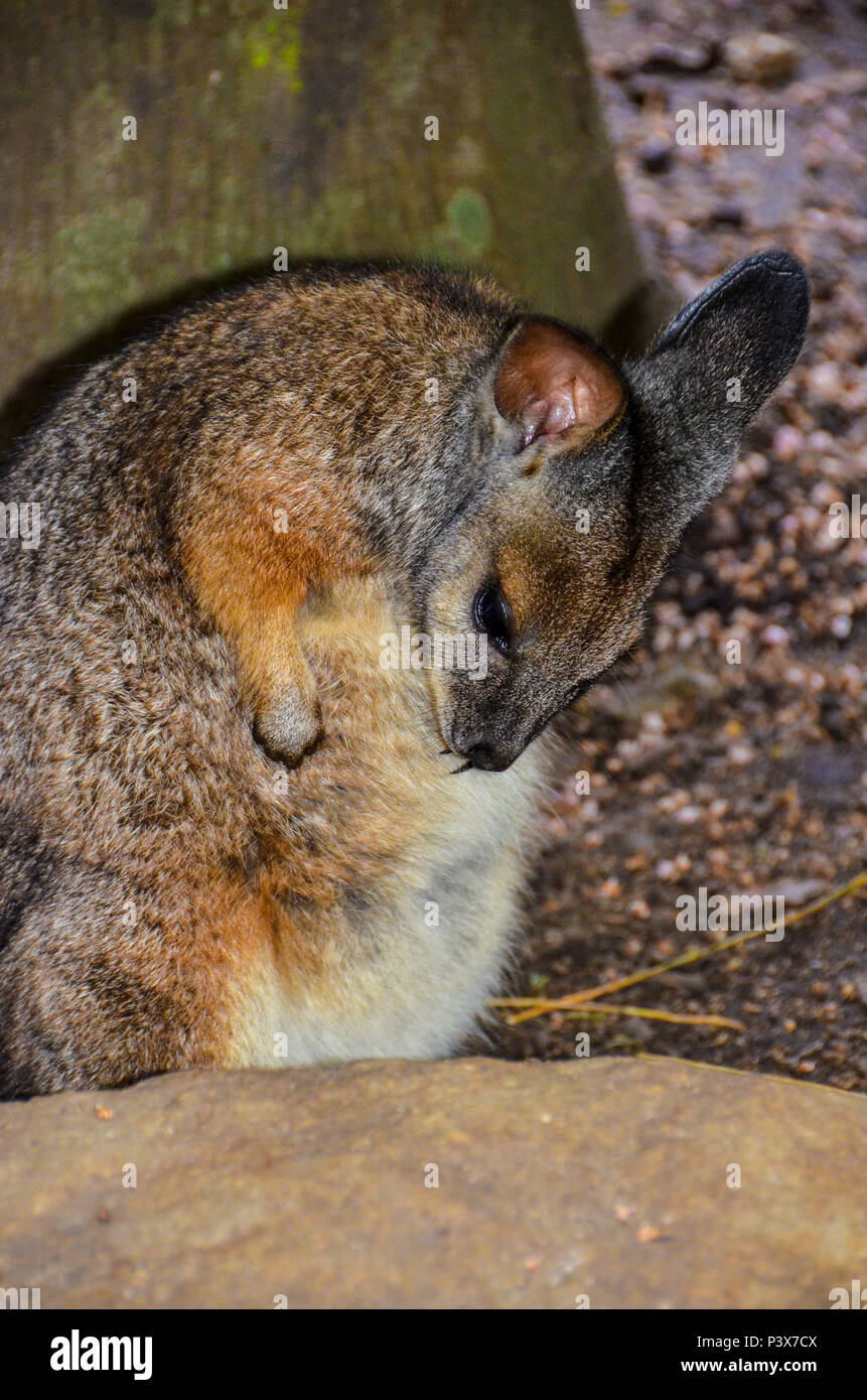 Wallaby - Australian Native Stock Photo - Alamy