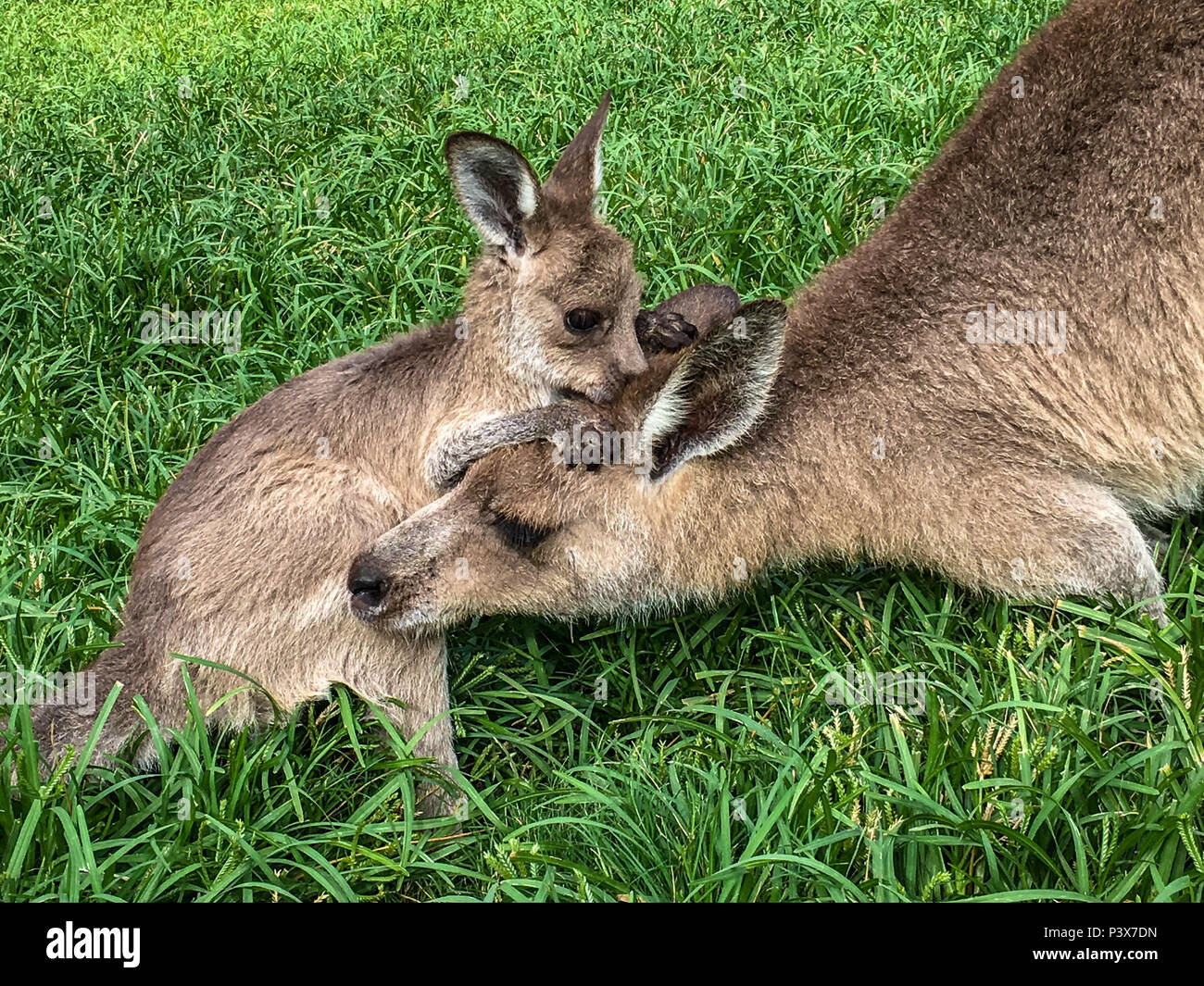 kangaroo and joey, australian native Stock Photo - Alamy
