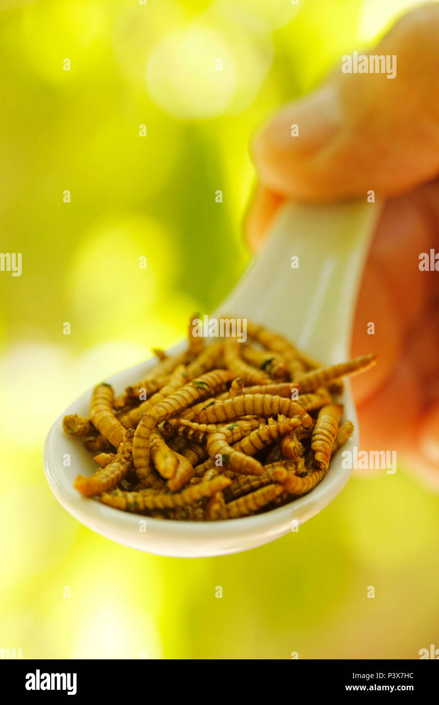Spoon worm hi-res stock photography and images - Alamy