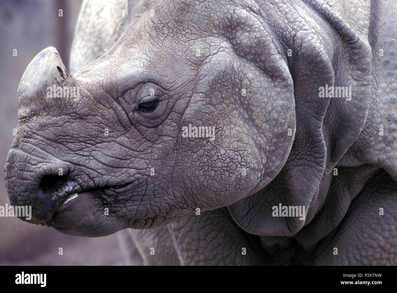 NOT 1276918 GREAT INDIAN RHINOCEROS Rhinoceros unicornis aka asian ...