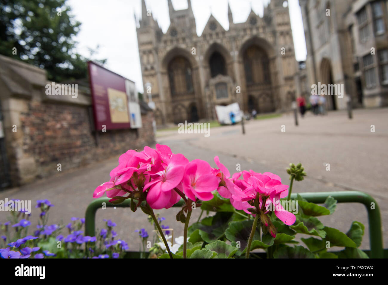 Peterborough Cathedral, Peterborough England UK Stock Photo - Alamy