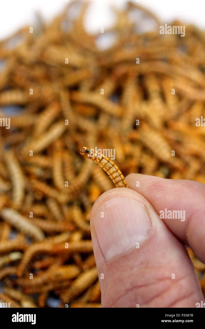 How to eat fried worms hi-res stock photography and images - Alamy