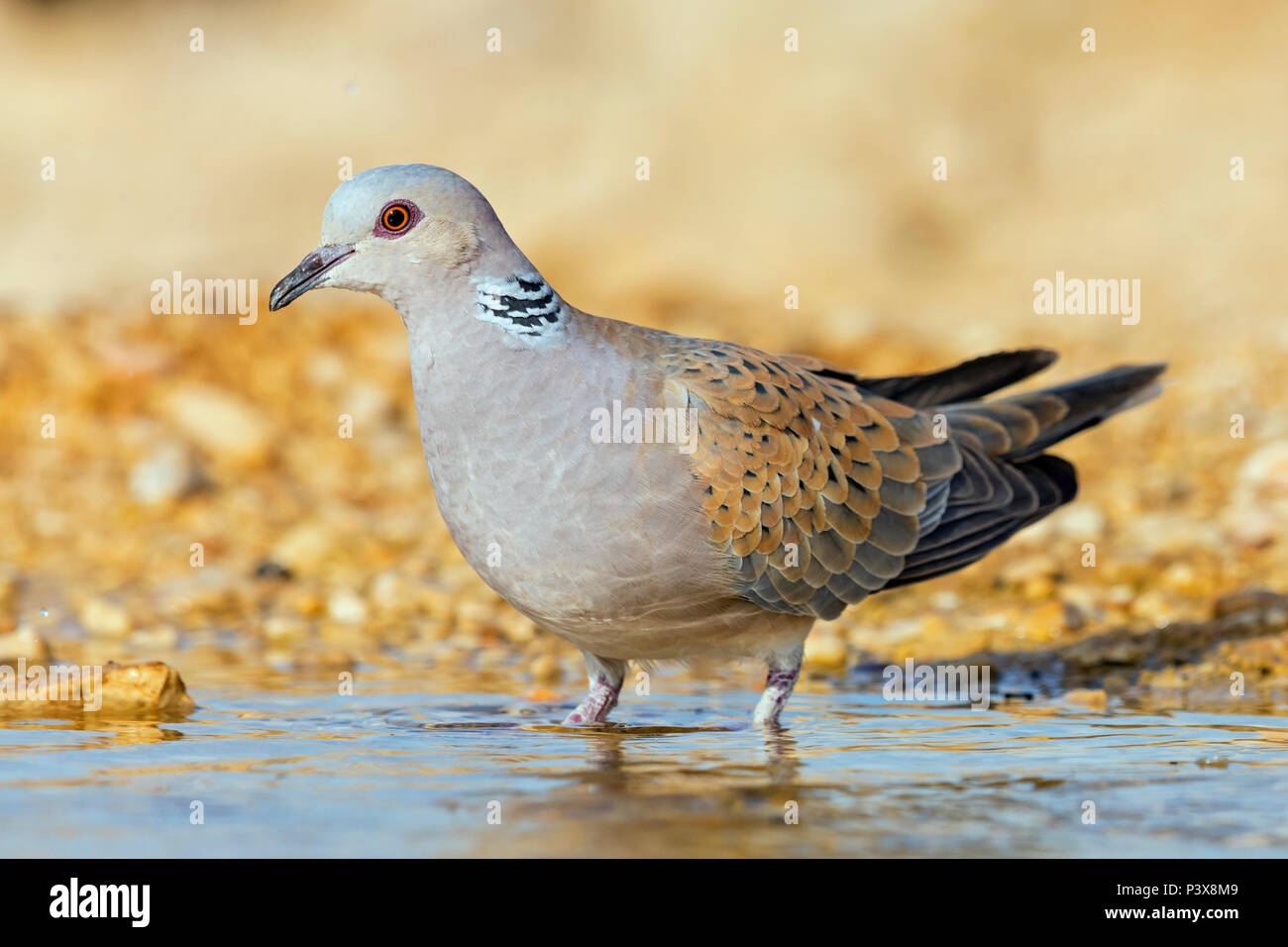 European Turtle-Dove (Streptopelia turtur) at waterhole, Israel Stock ...