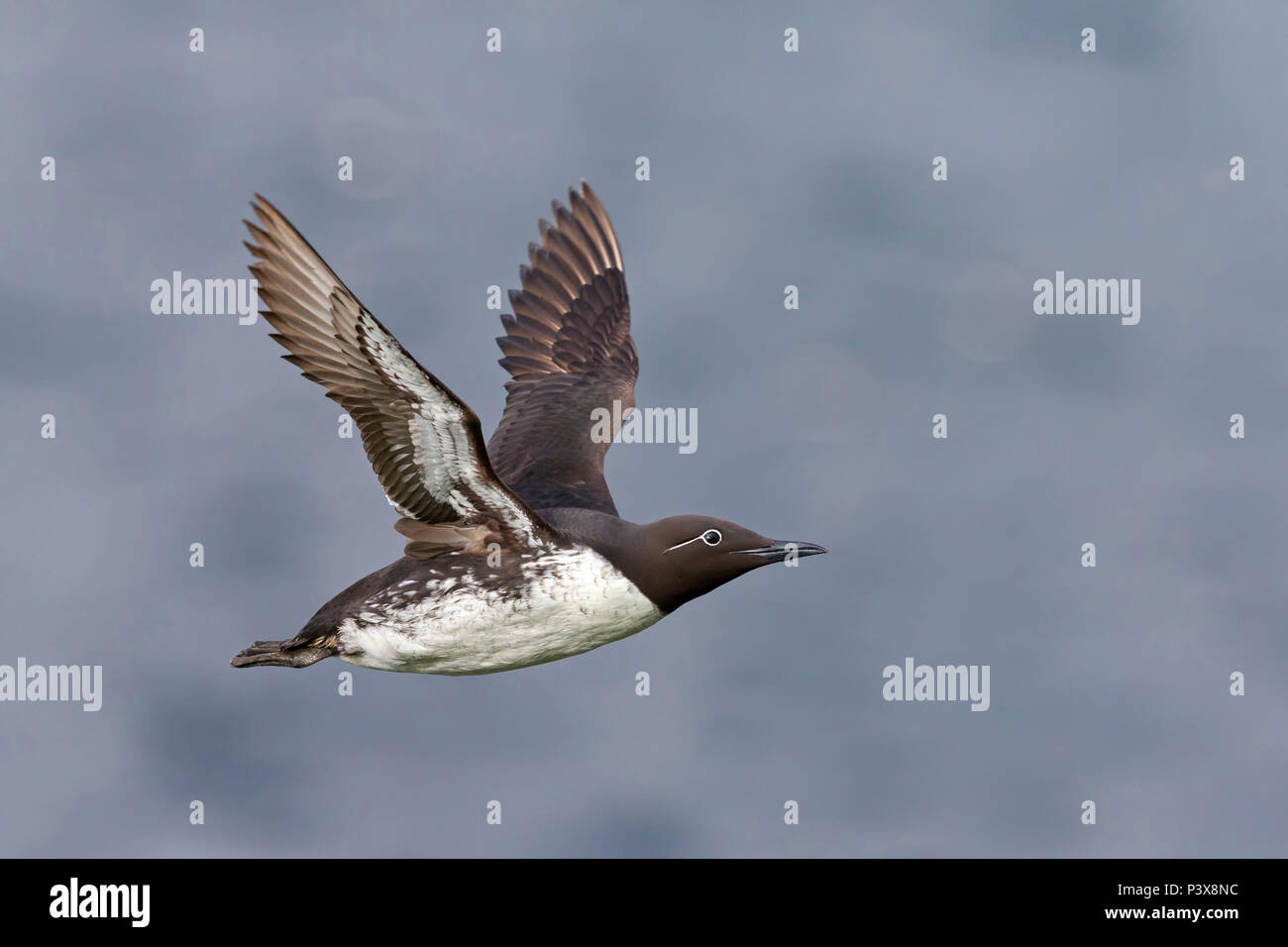 Common Murre (Uria aalge) flying, Finnmark, Norway Stock Photo - Alamy
