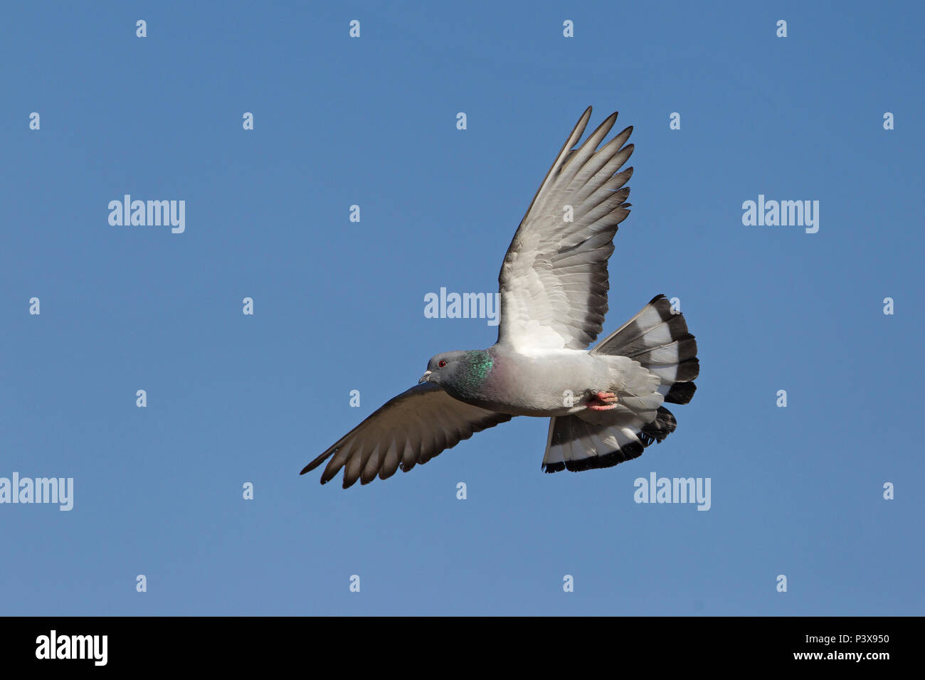 Hill Pigeon (Columba rupestris) flying, Mongolia Stock Photo - Alamy