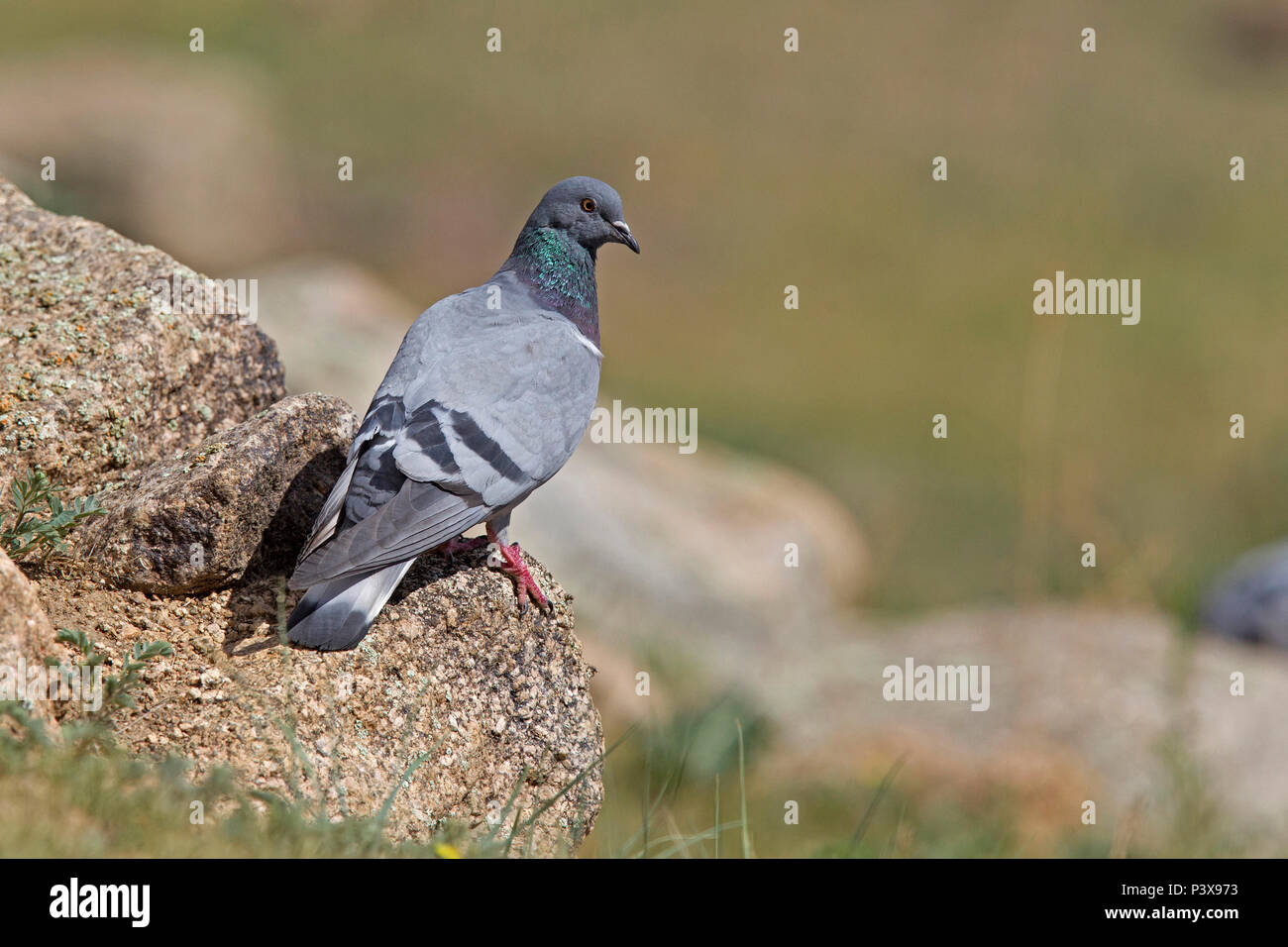 Hill Pigeon (Columba rupestris), Mongolia Stock Photo - Alamy