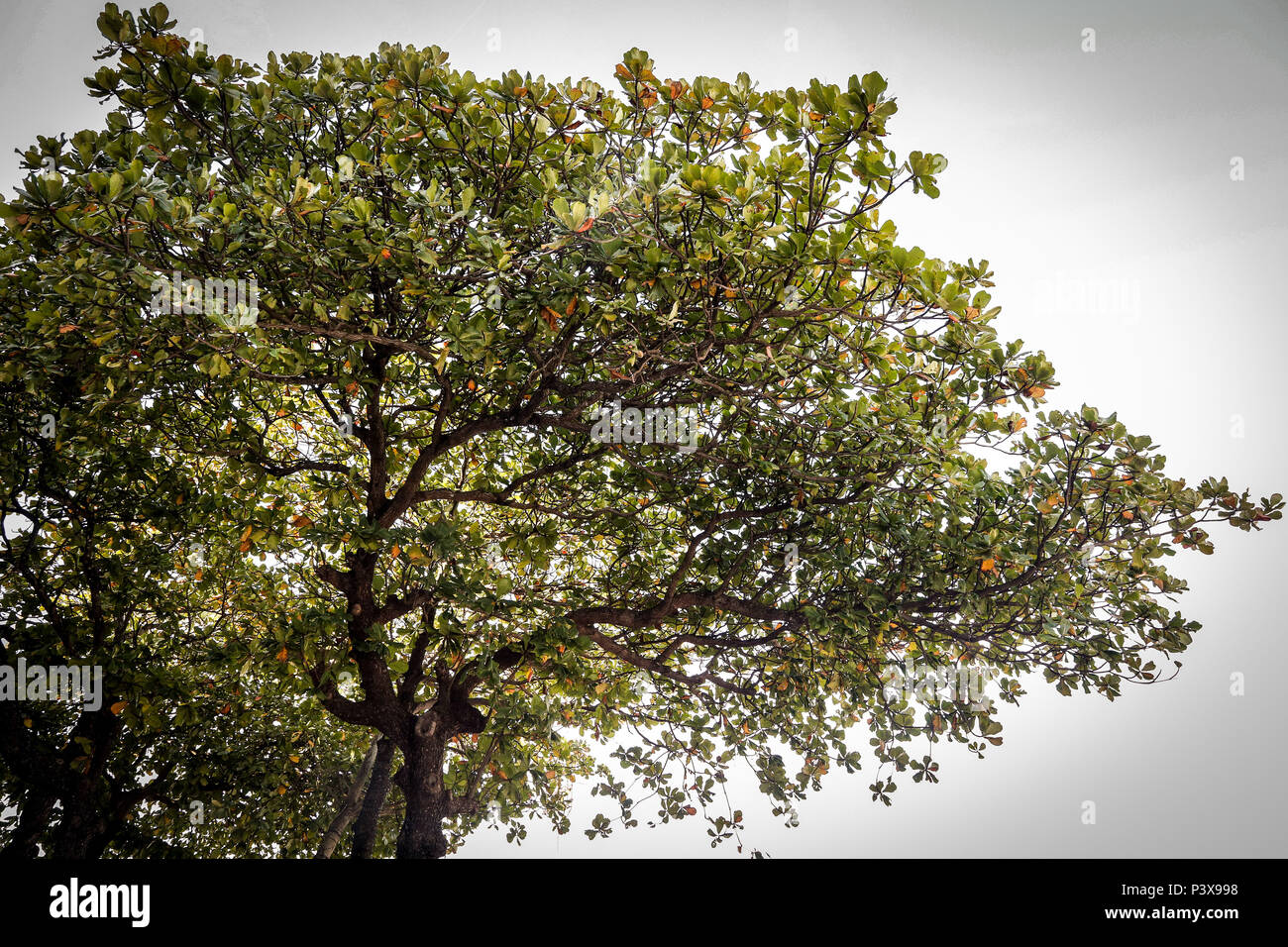 árvore castanheira hi-res stock photography and images - Alamy