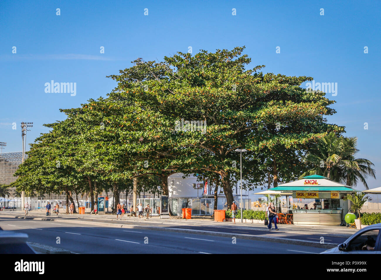 árvore castanheira hi-res stock photography and images - Alamy