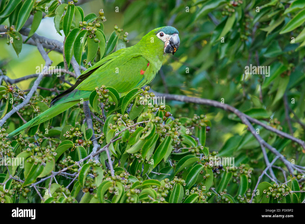Red-shouldered Macaw (Ara nobilis) feeding on fruit, Guyana Stock Photo ...