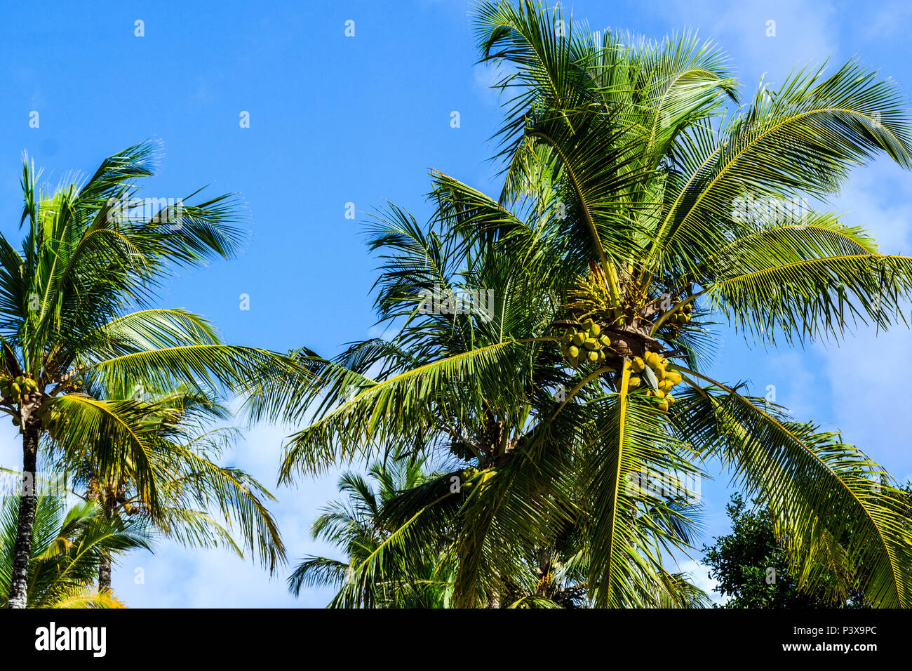 Parracho hi-res stock photography and images - Alamy