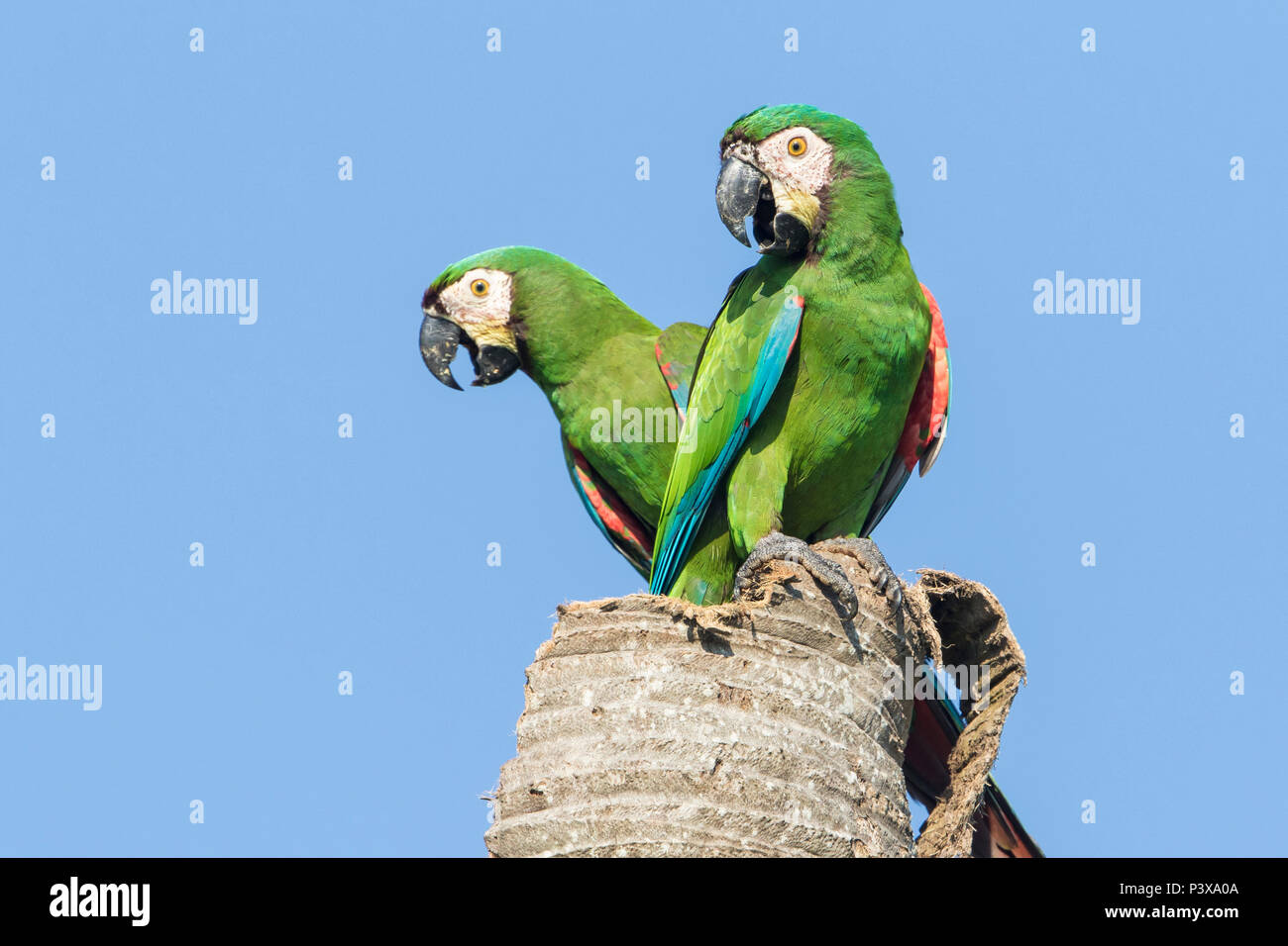 Chestnut-fronted Macaw (Ara severa) pair, Bolivia Stock Photo - Alamy