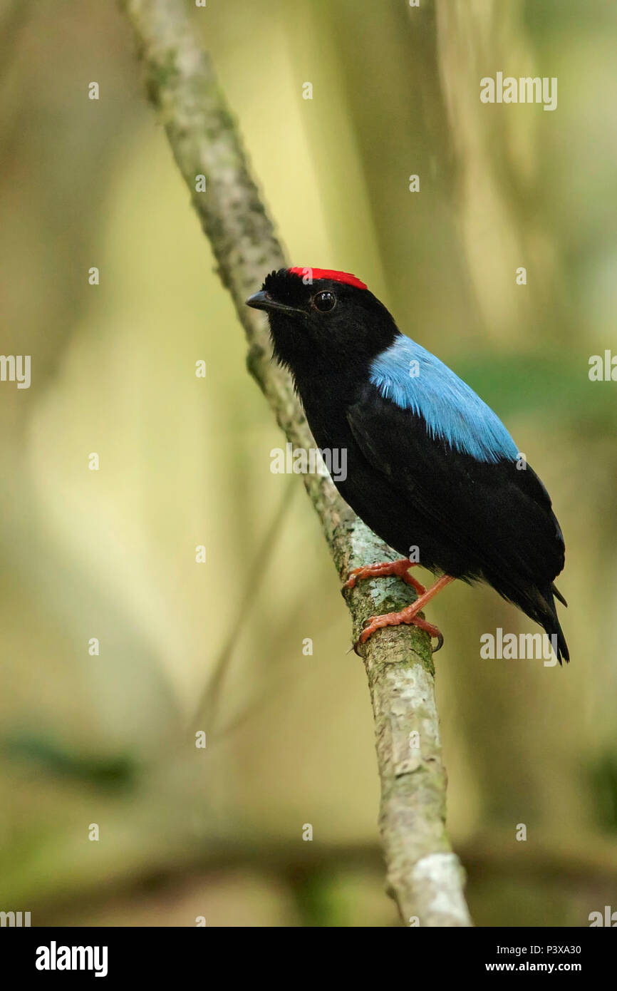 Blue-backed Manakin (Chiroxiphia pareola), Guyana Stock Photo - Alamy