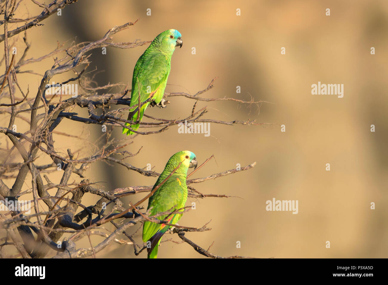 Saint Lucia Parrot (Amazona versicolor) pair, Bolivia Stock Photo - Alamy
