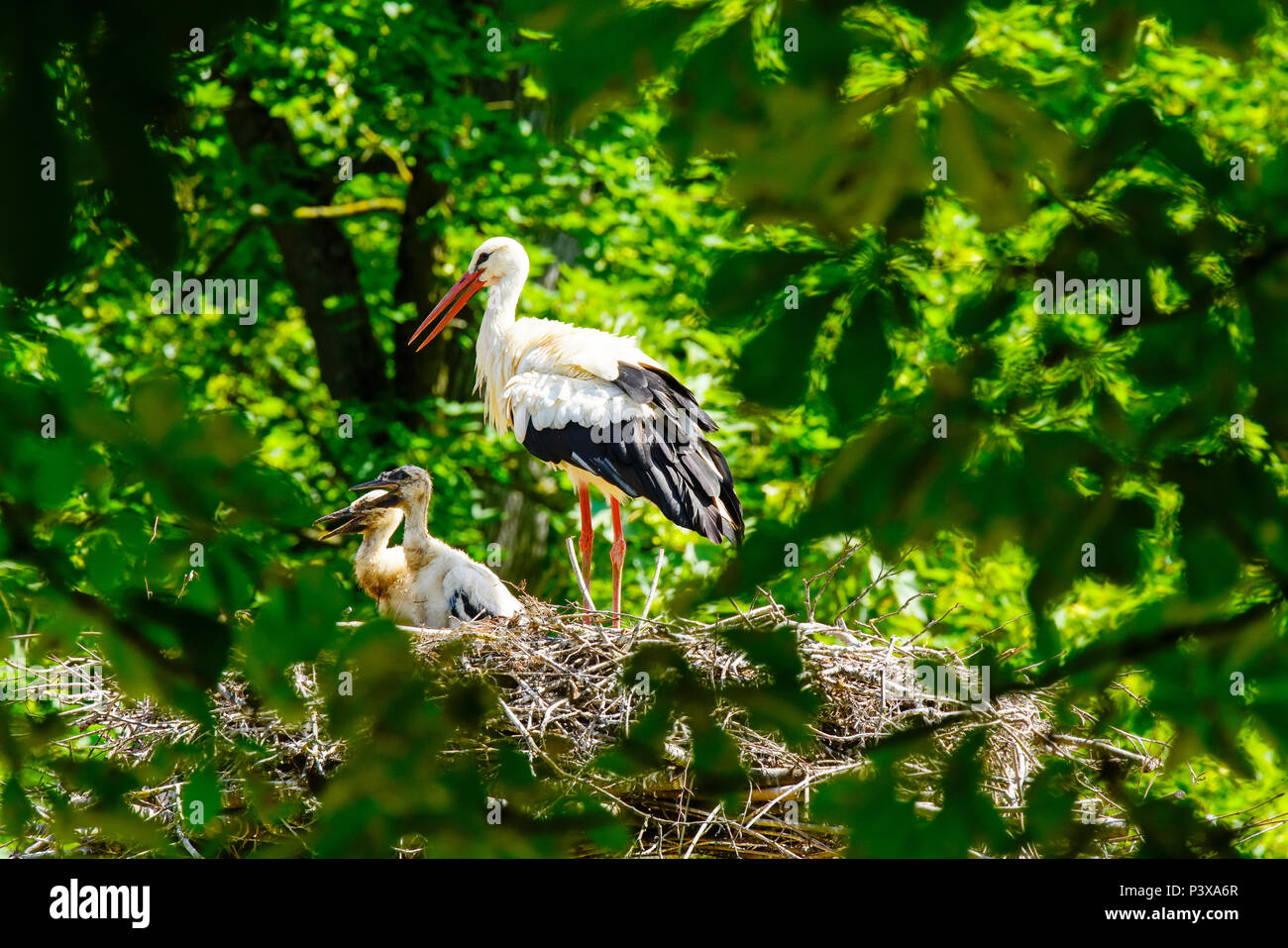 Two stork chicks in nest hi-res stock photography and images - Alamy