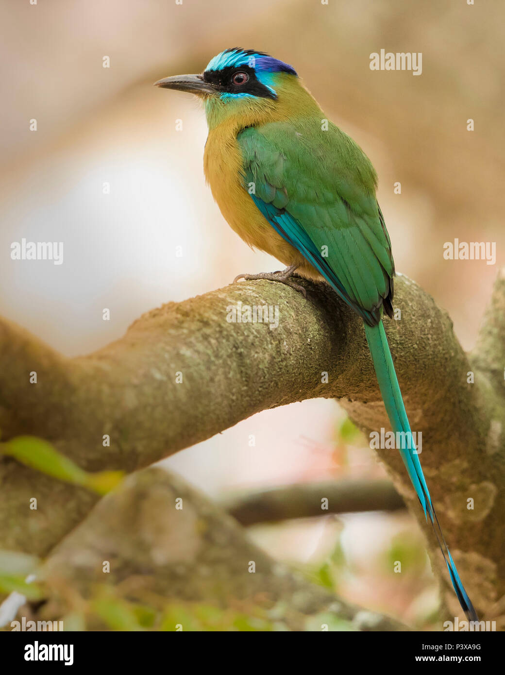 Blue-crowned Motmot (Momotus momota), Bolivia Stock Photo - Alamy