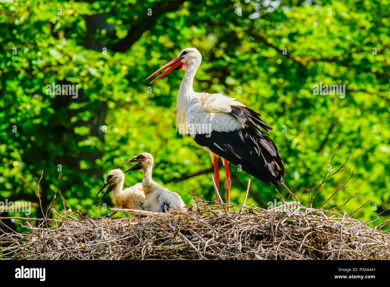 White storks (Ciconia ciconia) with chicks in the nest, Switzerland ...