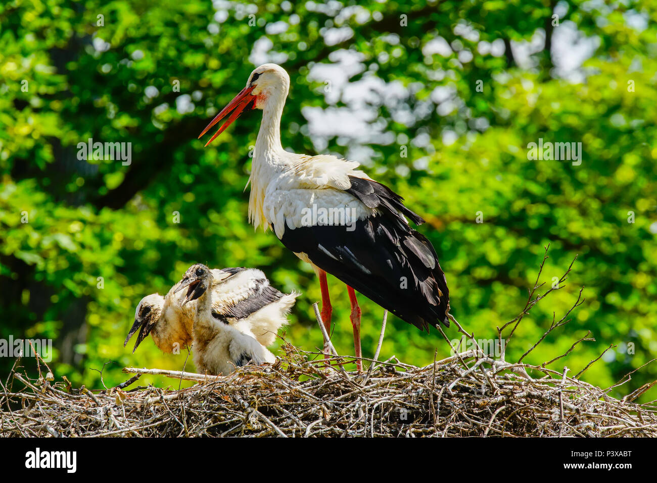 White storks (Ciconia ciconia) with chicks in the nest, Switzerland ...