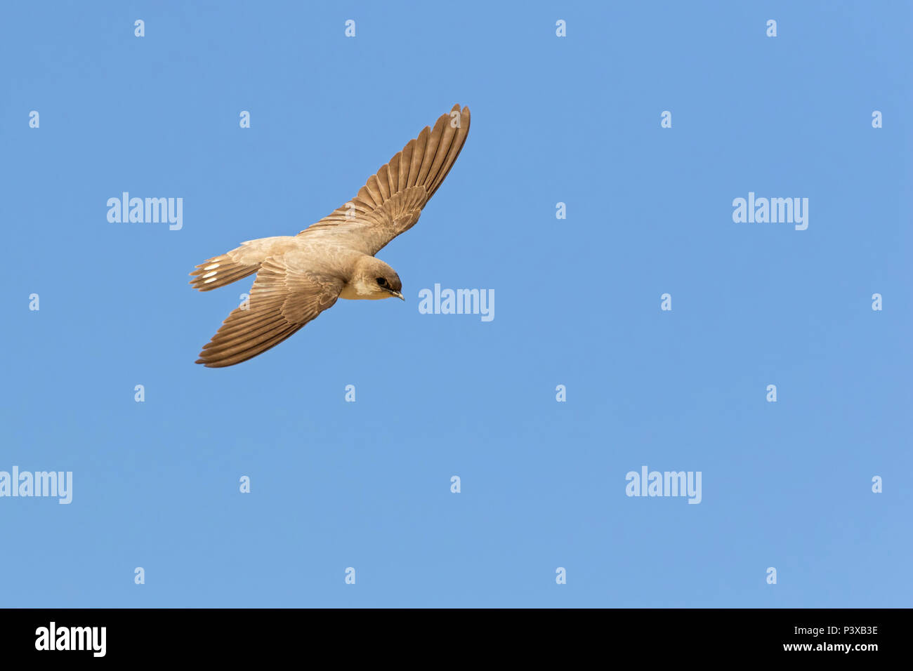 Rock Martin (Ptyonoprogne fuligula) flying, Israel Stock Photo - Alamy