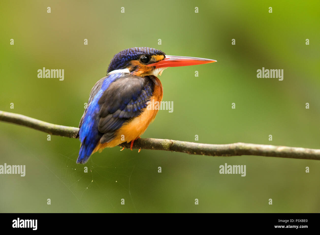 Blue-eared Kingfisher (Alcedo meninting) female, Selangor, Malaysia ...