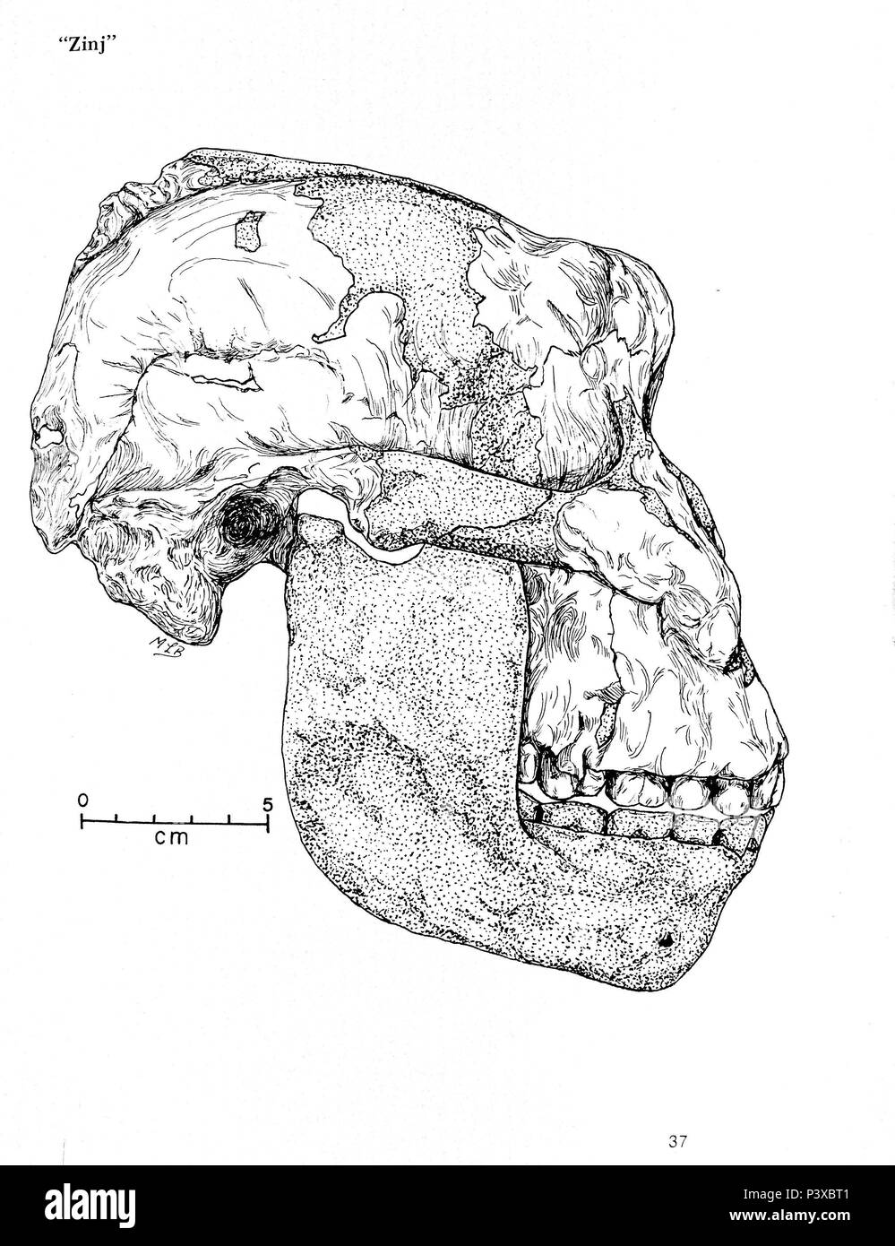 Australopithecines hi-res stock photography and images - Alamy