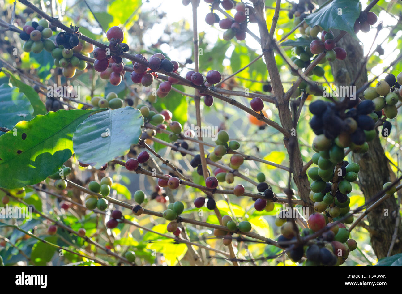 Frutos de cafe hi-res stock photography and images - Alamy